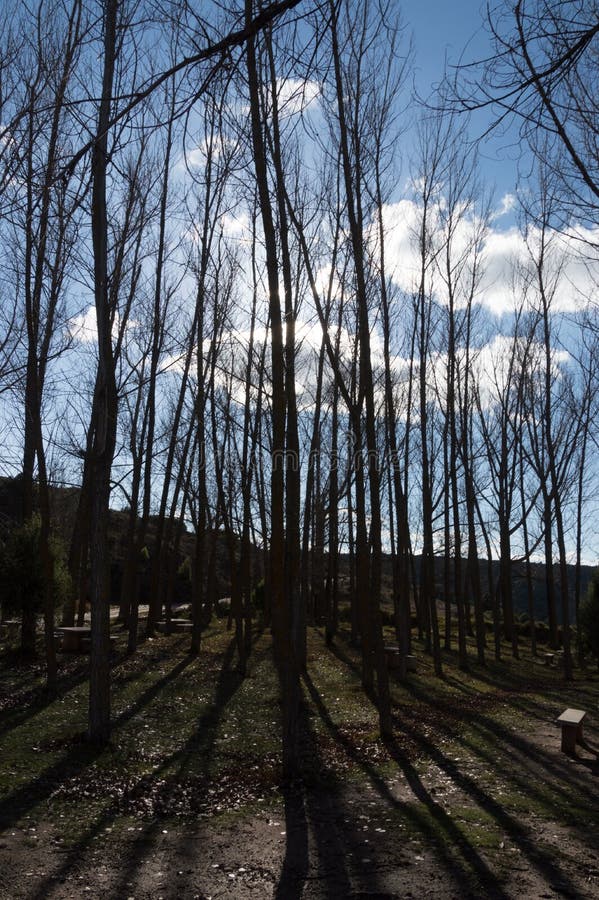 Various Trees and Their Shadows Cast on the Ground Stock Image - Image ...