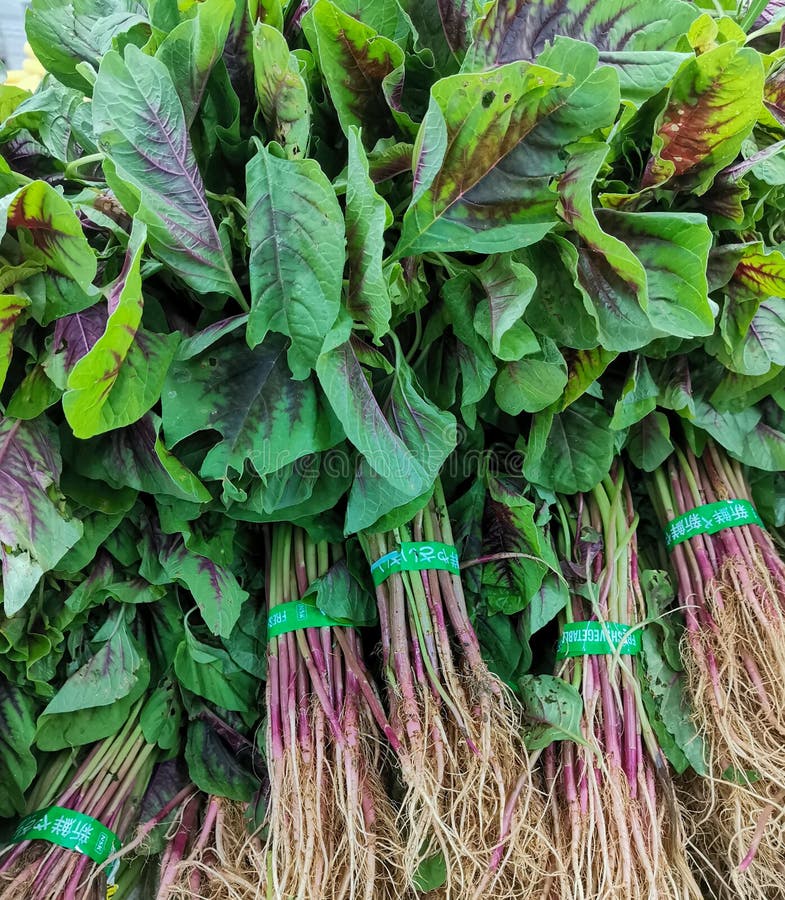 Amaranthus Callaloo Stock Photos - Free & Royalty-Free Stock Photos ...