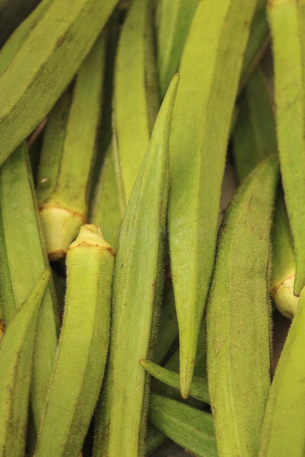 Okra (Abelmoschus Esculentus) Stock Photo - Image of showing, yellow ...