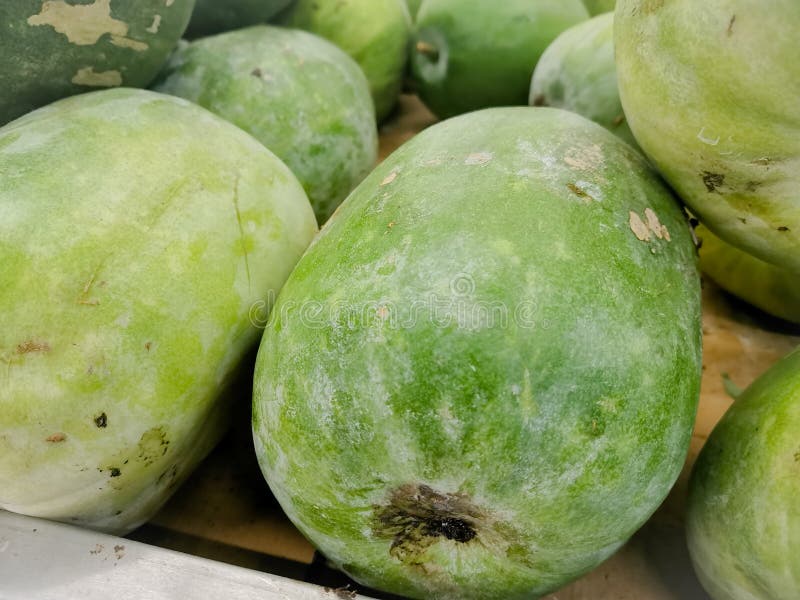 Wax gourd stock image. Image of herbs, melon, vegetables - 188699445