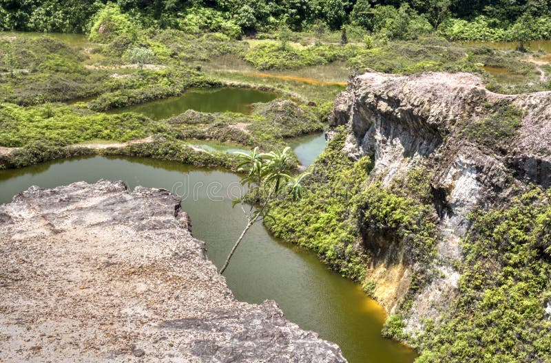 Vegetation Around the Abandoned Mine Pond. Stock Image - Image of creek ...