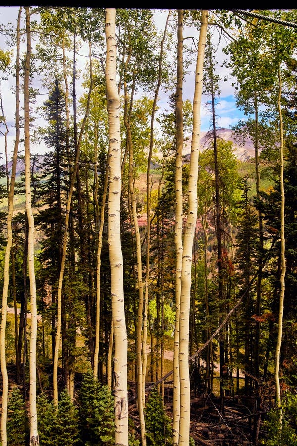 Vertical of Tall Aspen Tree Trunks in Mountains Stock Image - Image of ...
