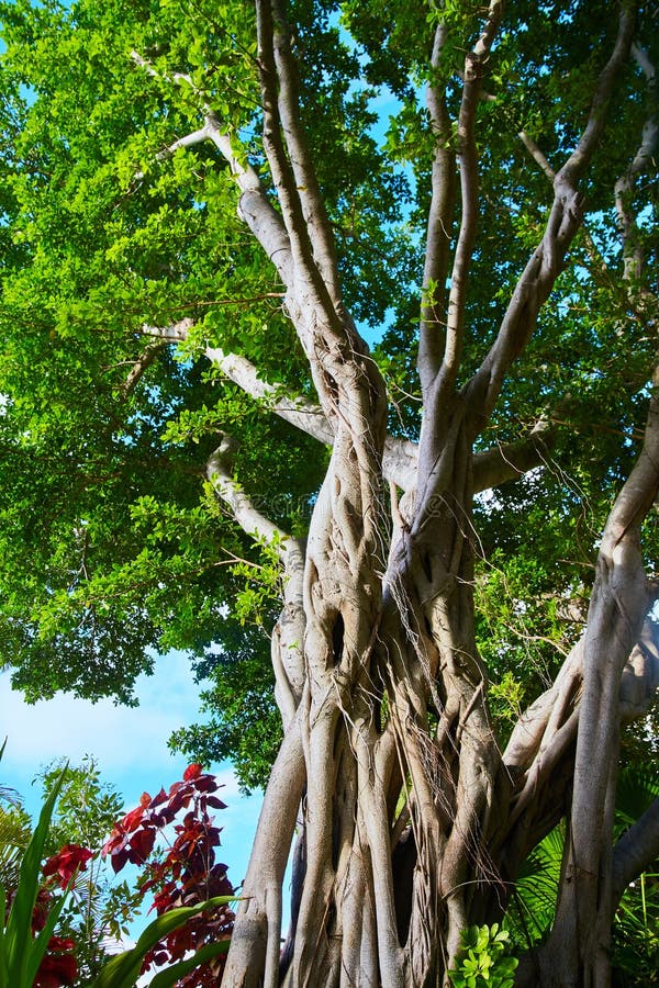 Vertical of Tree of Twisted Branches and Lush Green Leaves Stock Photo ...