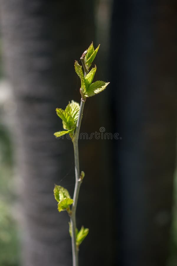 Image Verticale De La Jeune Pousse D'une Plante Image stock - Image du ...
