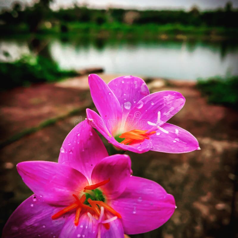 Image of a Very Beautiful Pink Flower Stock Photo - Image of pink ...