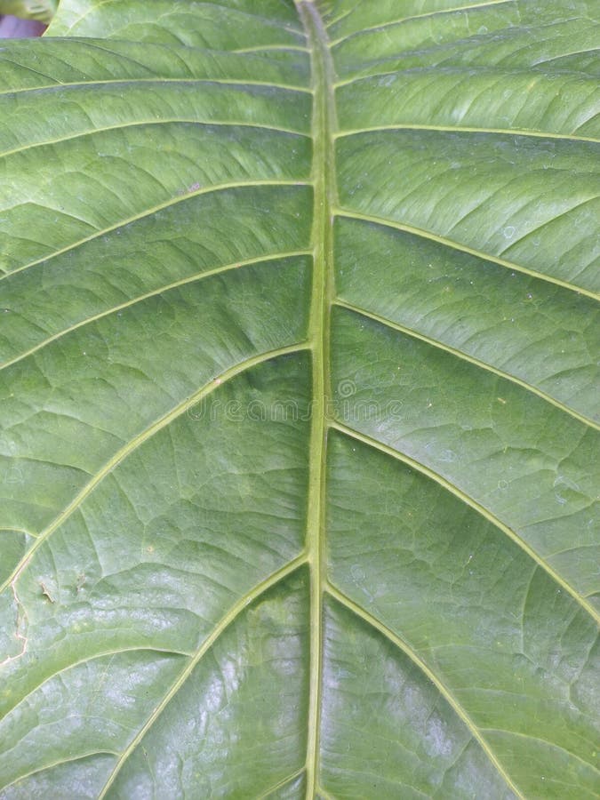 This Image is Very Suitable for Use in Graphic Design Needs, Natural ...