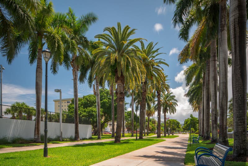 Image of Vibrant Palm Trees in Miami Beach Editorial Photography ...