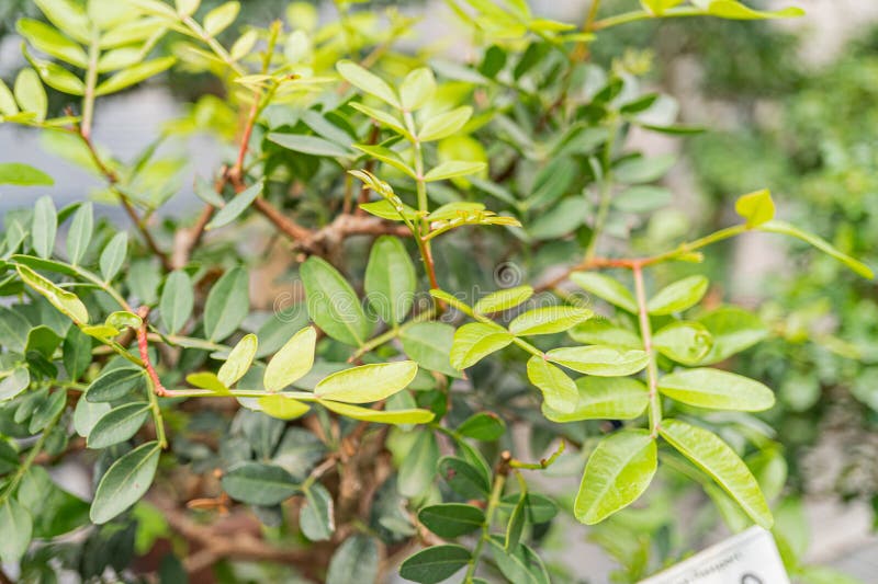 Image of a Vibrant, Well-pruned Bonsai Tree in a Garden or Greenhouse ...
