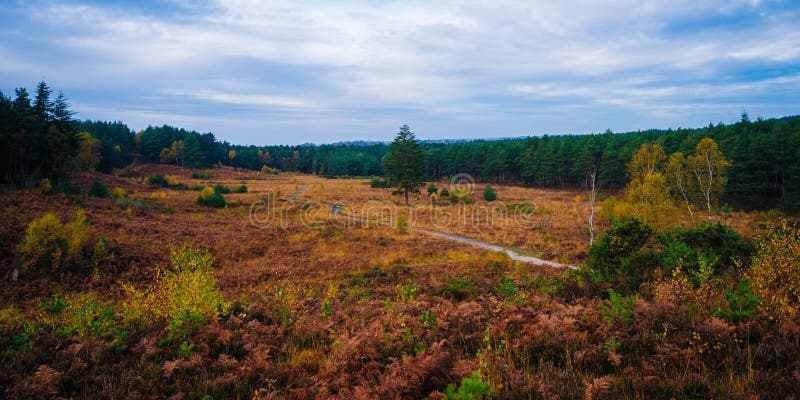 Image of a View of Green Forest from the Field during the Fall Season ...