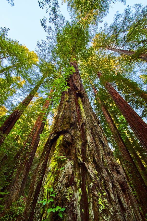 View Looking Up at Huge Redwood Forest Tree Stock Photo - Image of ...