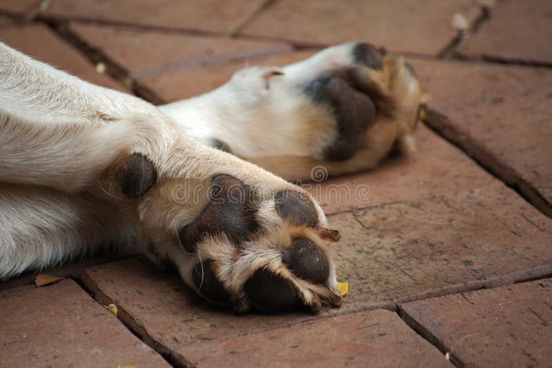 UNDER SIDE of PAWS of LABRADOR`S FRONT LEGS Stock Image - Image of ...