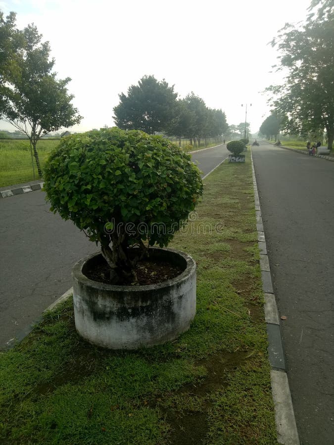 Image of Views of Trees Alongside the Road Stock Photo - Image of drive ...