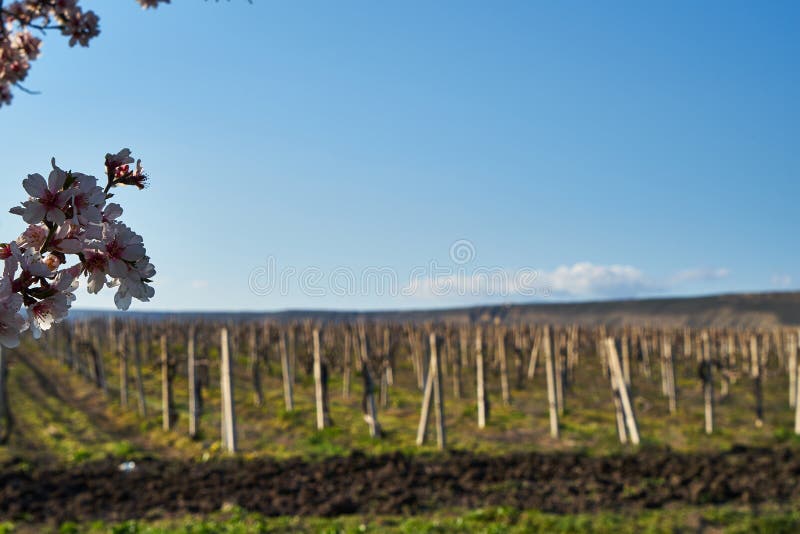 Image of a Vineyard in Early Sprin Stock Image - Image of prime, house ...