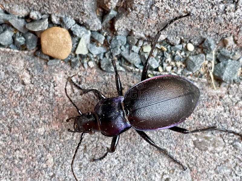 Beetle on a path stock image. Image of wildlife, insects - 281572747