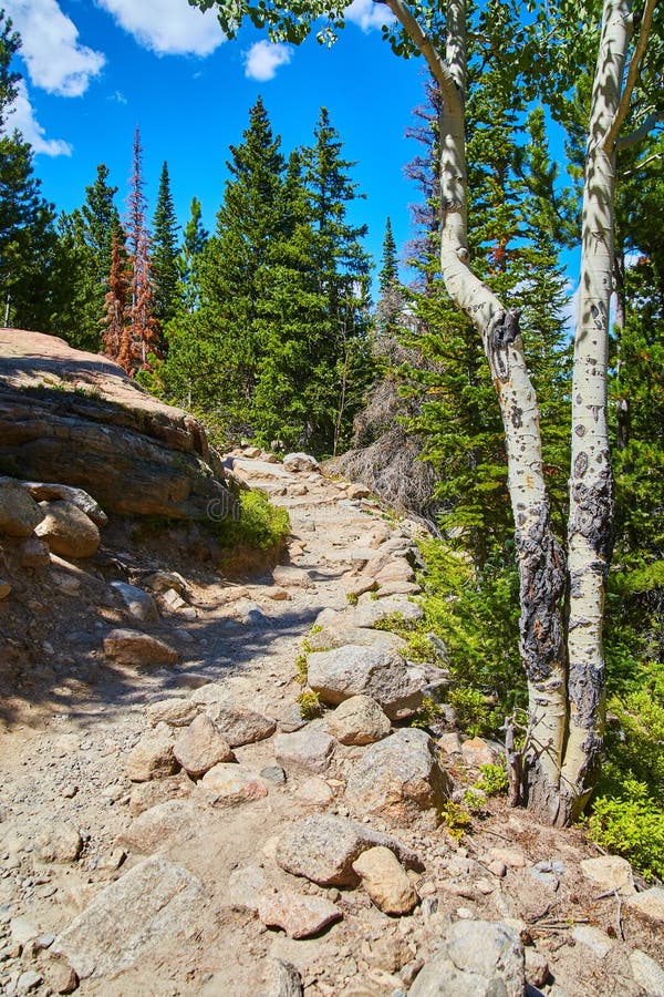 Walking Path Up Mountains Featuring Pair of Aspen Trees Stock Photo ...