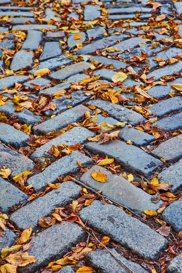 Walkway with Pattern of Bricks and Gaps Filled with Fall Leaves Stock ...