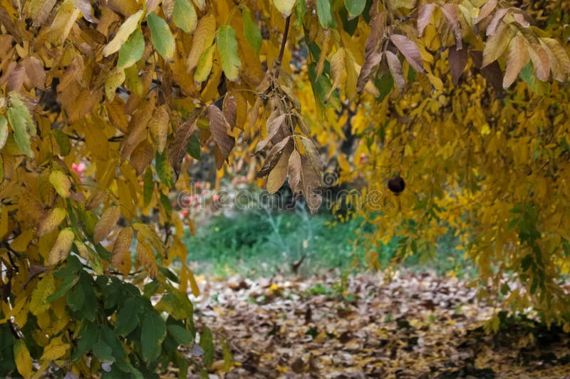 Image of a Walnut with Yellow Leaves in Autumn Stock Photo - Image of ...