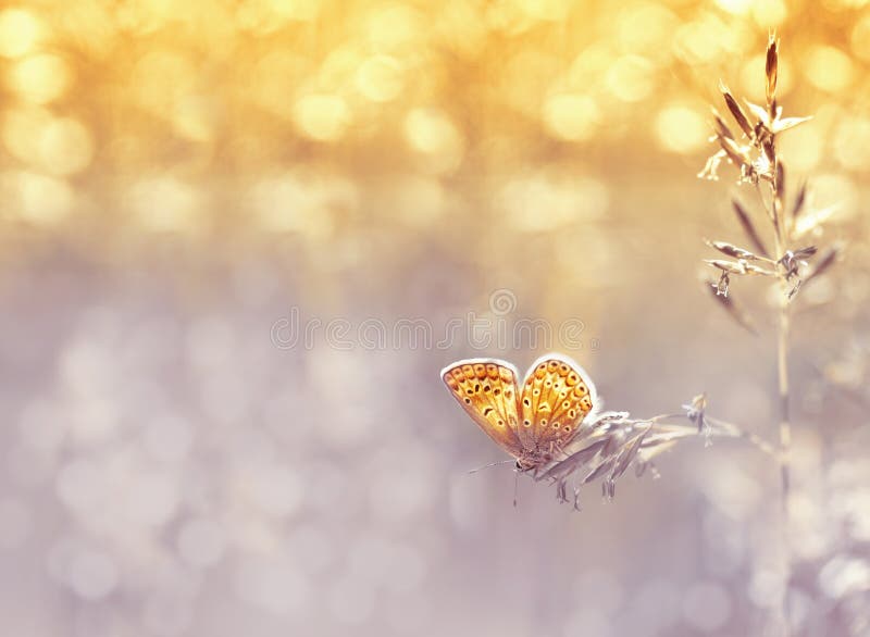 The time of the butterfly stock image. Image of black - 95730427