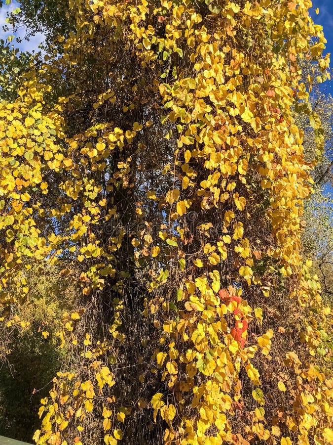 Magial Trees Stock Photos - Free & Royalty-Free Stock Photos from ...