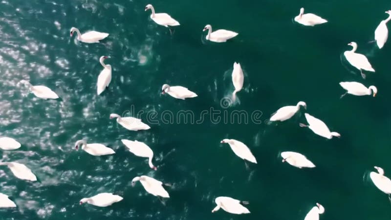 Aerial View of White Swans Swimming Peacefully on Deep Blue Water Stock ...