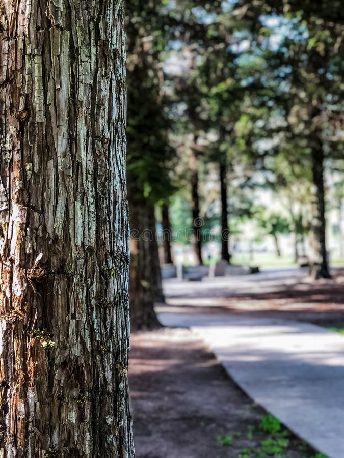 Tree Trunk with Blurred Out Pathway Stock Image - Image of pathway ...