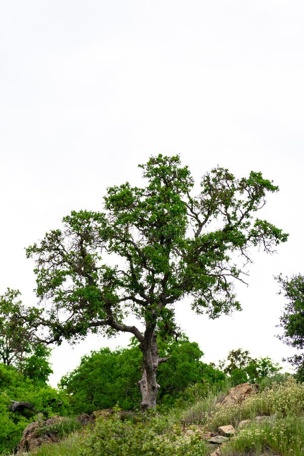 Lonely Tree at Knights Ferry Stock Photo - Image of still, landmark ...