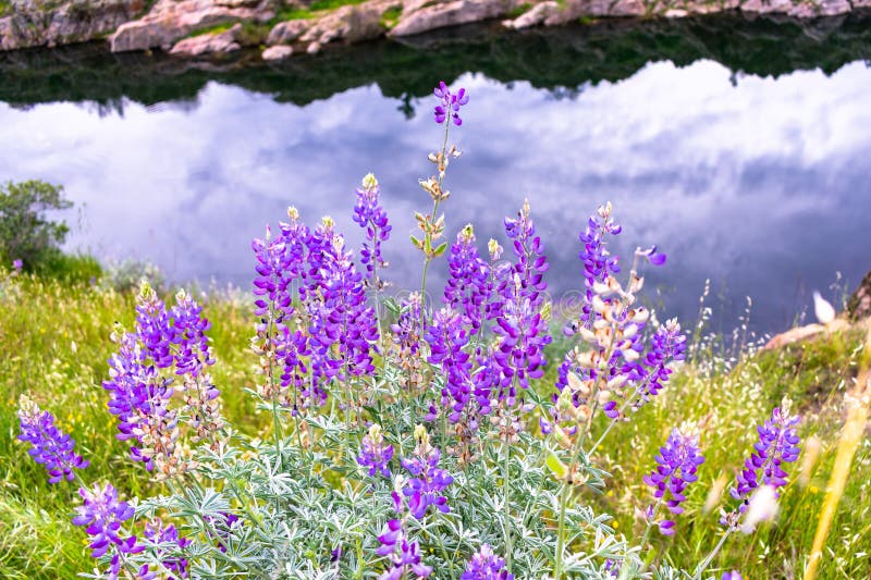 Purple Flowers and River Reflection Stock Image - Image of outdoors ...