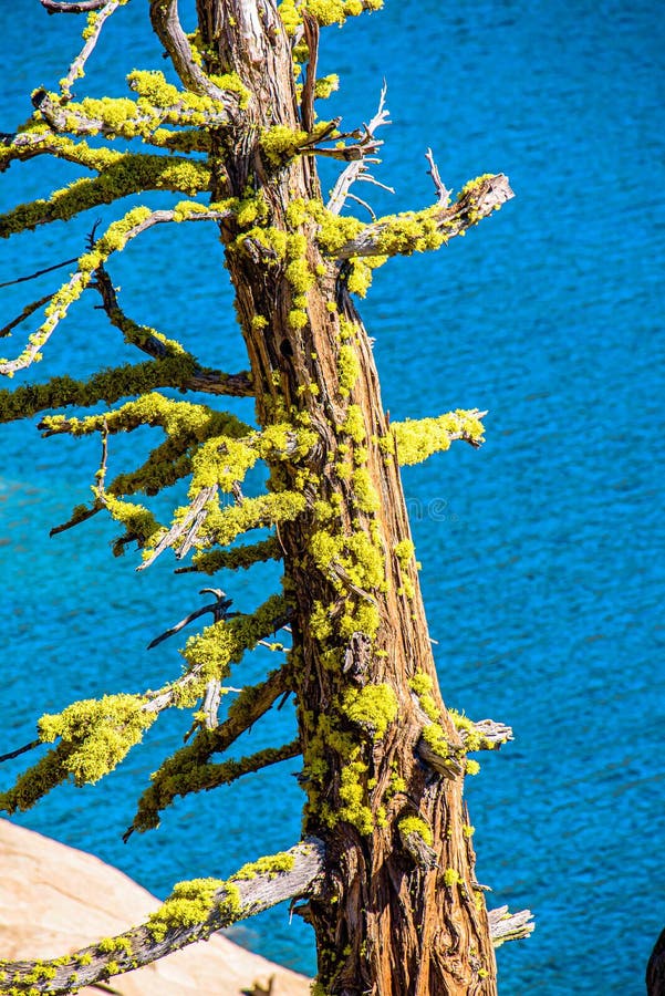Tree Trunk with Moss and Water Background Stock Photo - Image of tree ...