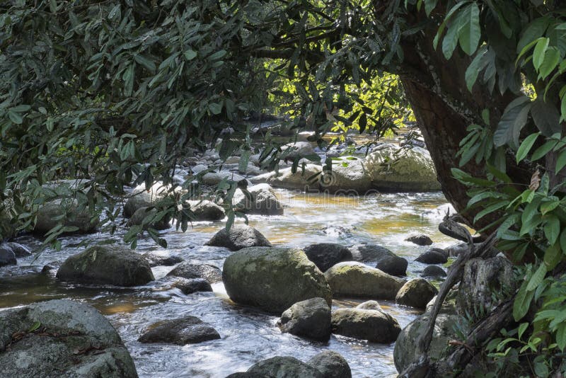 Water Flowing through the Rocky River Stream in the Forest. Stock Photo ...
