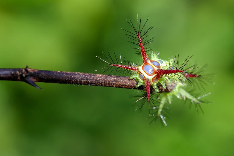 Image of a Wattle Cup Caterpillar on Nature Background. Insect Stock ...