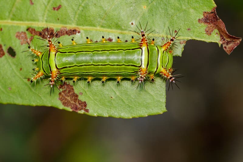 Image of a Wattle Cup Caterpillar on Nature Background. Insect Stock ...