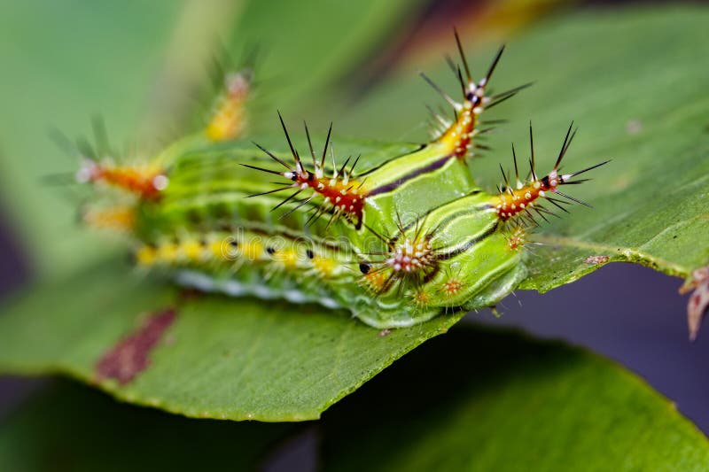 Image of a Wattle Cup Caterpillar on Nature Background. Insect Stock ...