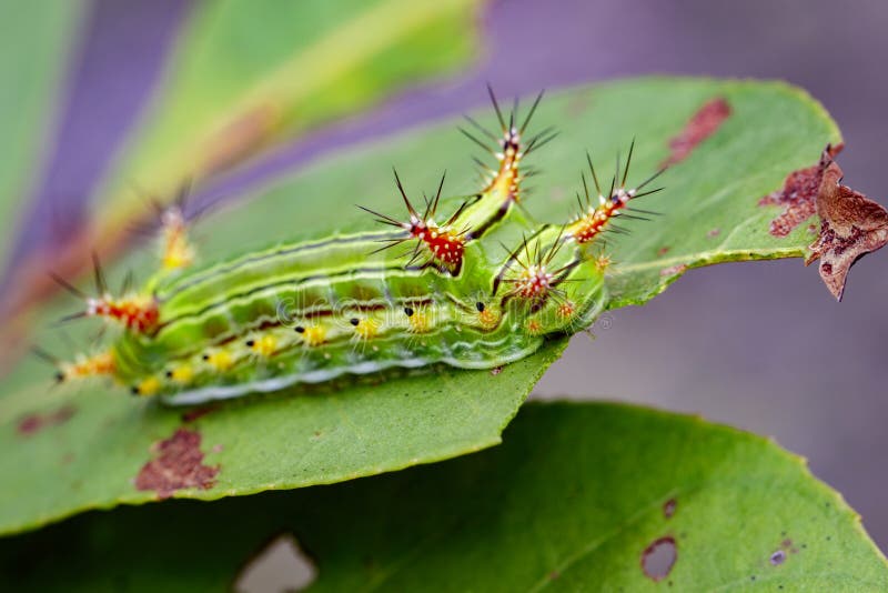 Image of a Wattle Cup Caterpillar on Nature Background. Insect Stock ...