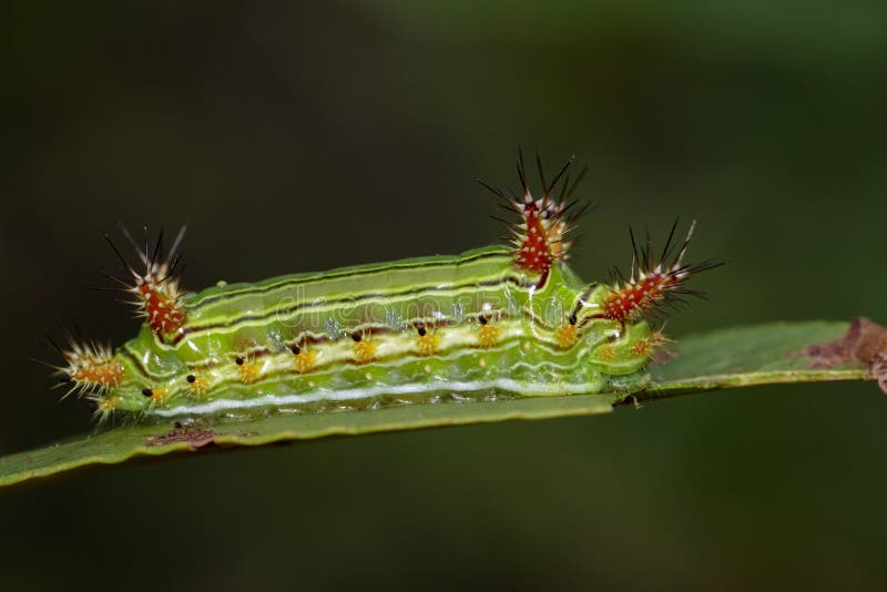 Image of a Wattle Cup Caterpillar on Nature Background. Insect Stock ...