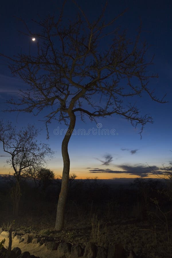 Image of a Weak Tree in the Shadow of Night in Tanzania Stock Photo ...