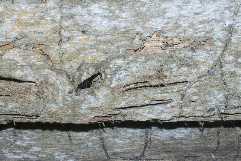 Weathered and Decayed Wall Plank Wood Texture Stock Photo - Image of ...