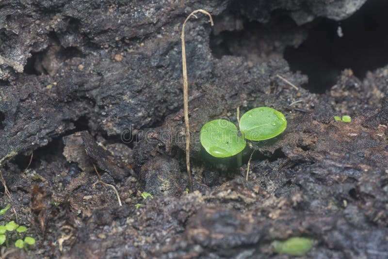 Weed Seedling Sprouting Out from the Decay Trunk Stock Image - Image of ...