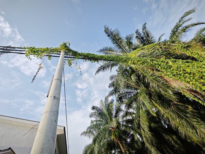 Weed Vine Creeper Climbing on the Electric and Telephone Cable Street ...