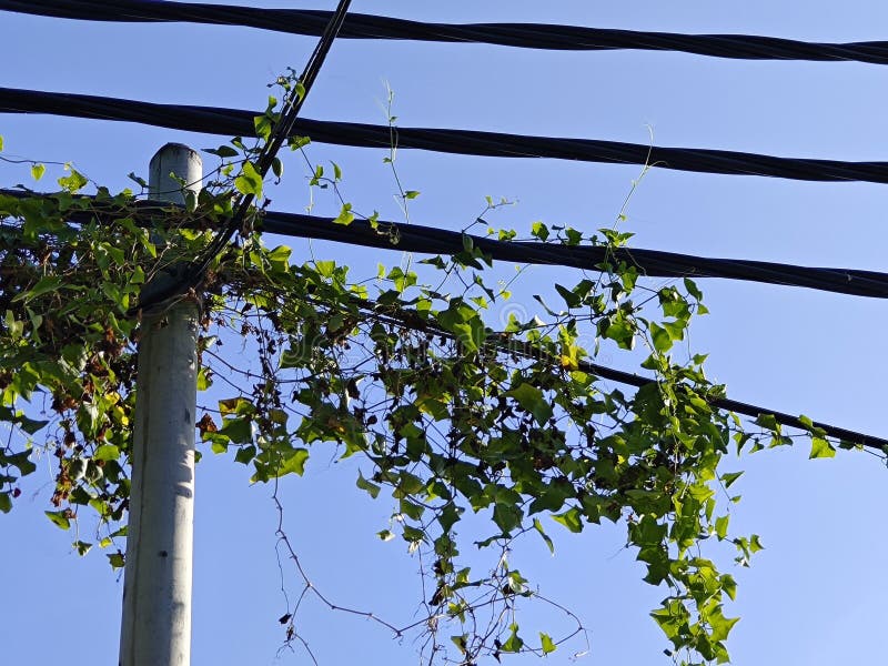 Weed Vine Creeper Climbing on the Electric and Telephone Cable Street ...