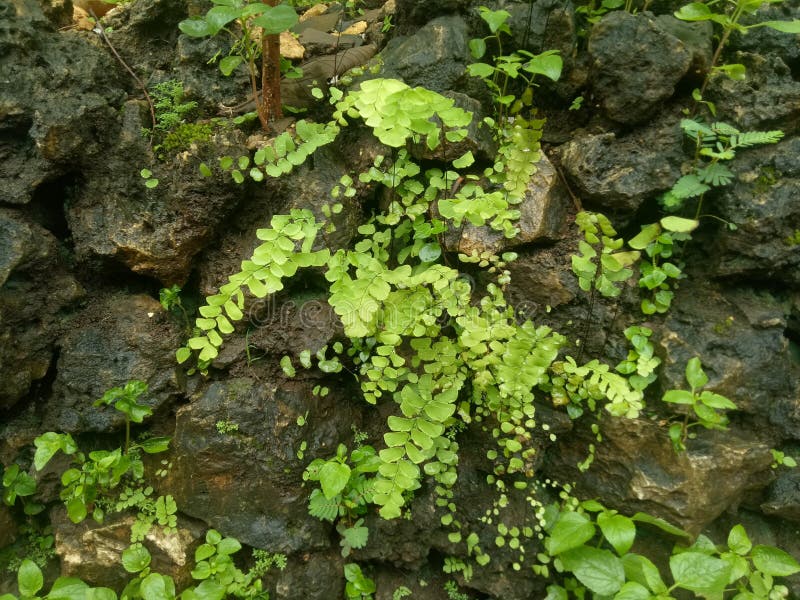 Image of Weeds Live in Mountain Rocks Stock Image - Image of daylight ...