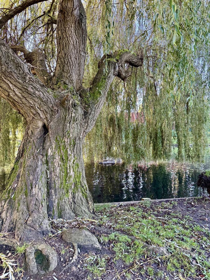 Weeping Willow Tree Over a Lake Stock Image - Image of fall, beddington ...