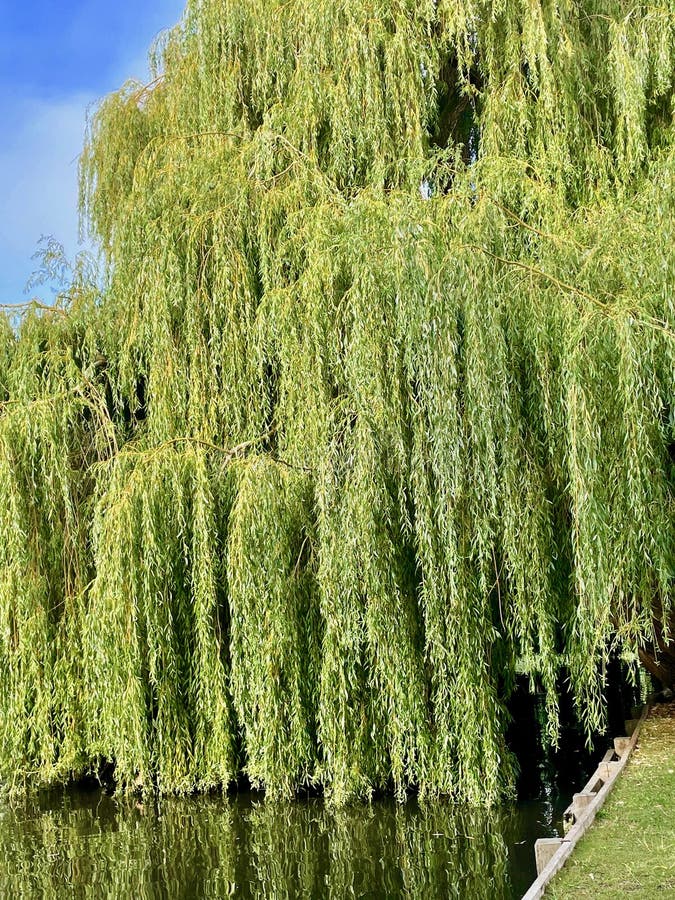 Weeping Willow Tree Draping into Lake Stock Image - Image of flower ...