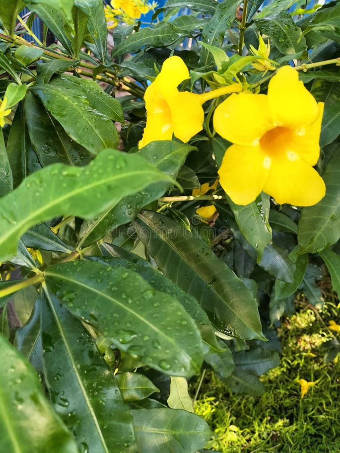 Image of Wet Allamanda Flower after Rainy Morning Stock Image - Image ...