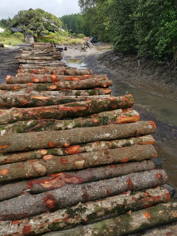 Wet and Muddy Environment Scene Around the Vicinity of Mangrove Logs ...