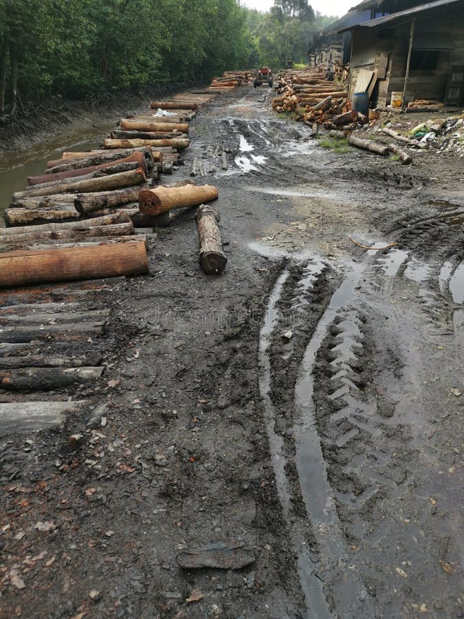 Wet and Muddy Environment Scene Around the Vicinity of Mangrove Logs ...