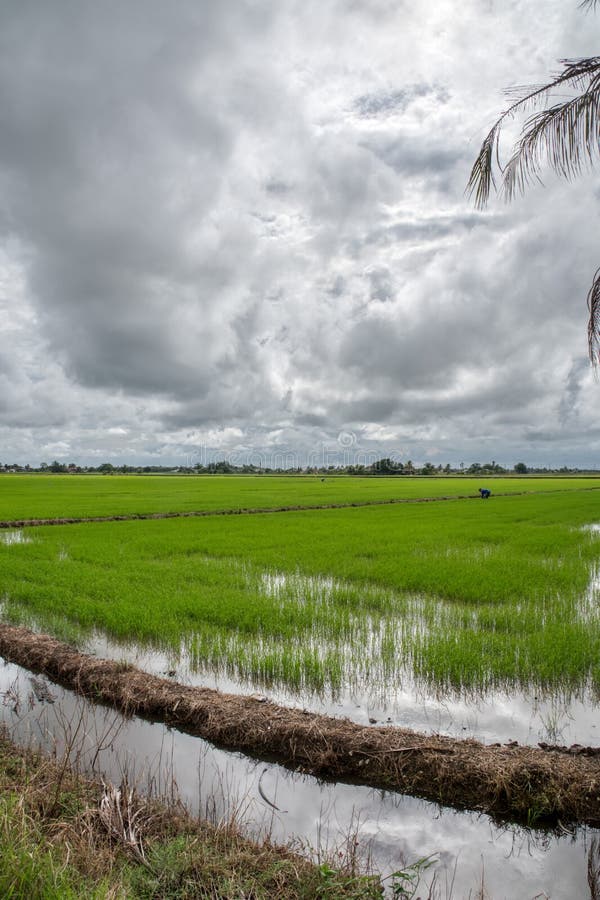 The Wet Paddy Field Farm Scene after the Rain Stock Photo - Image of ...