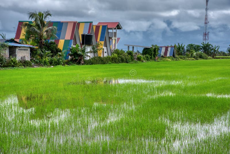 The Wet Paddy Field Farm Scene after the Rain Stock Photo - Image of ...