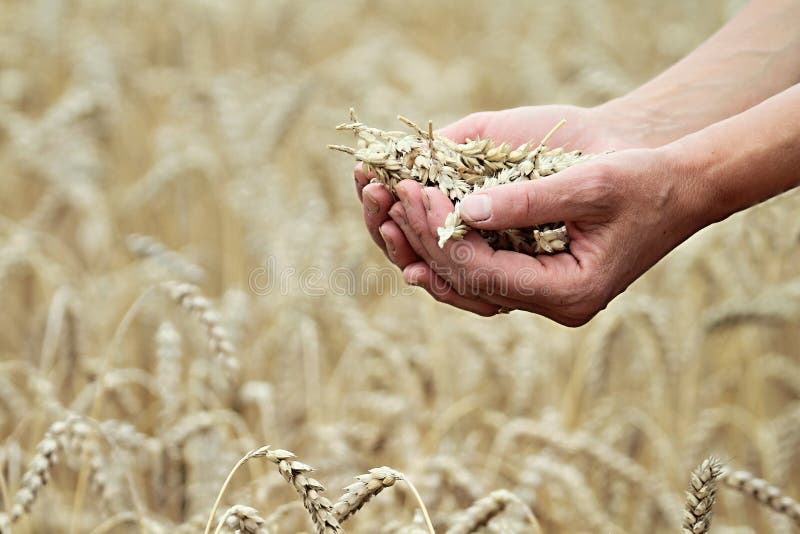 Wheat field and hands stock image. Image of growth, hands - 121659625