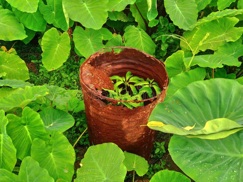 An Image Of Taro Root Plants And In Center Mango Plant Stock Image ...