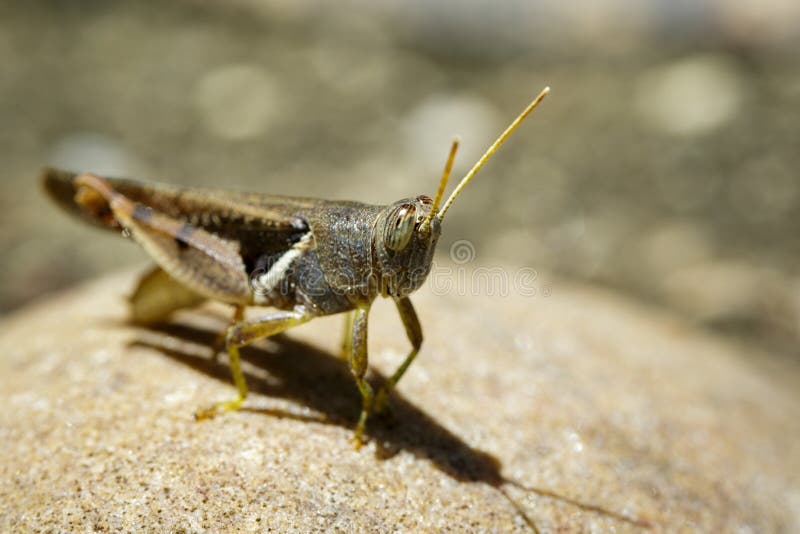 Image of White-banded GrasshopperStenocatantops Splendens Stock Image ...